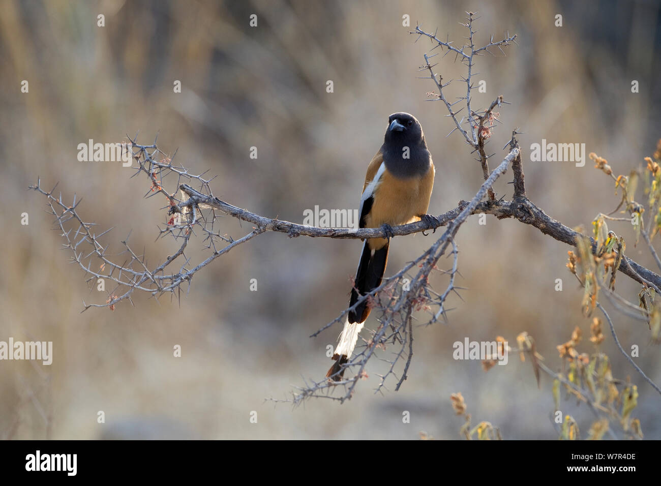 Indian national tree hi-res stock photography and images - Alamy