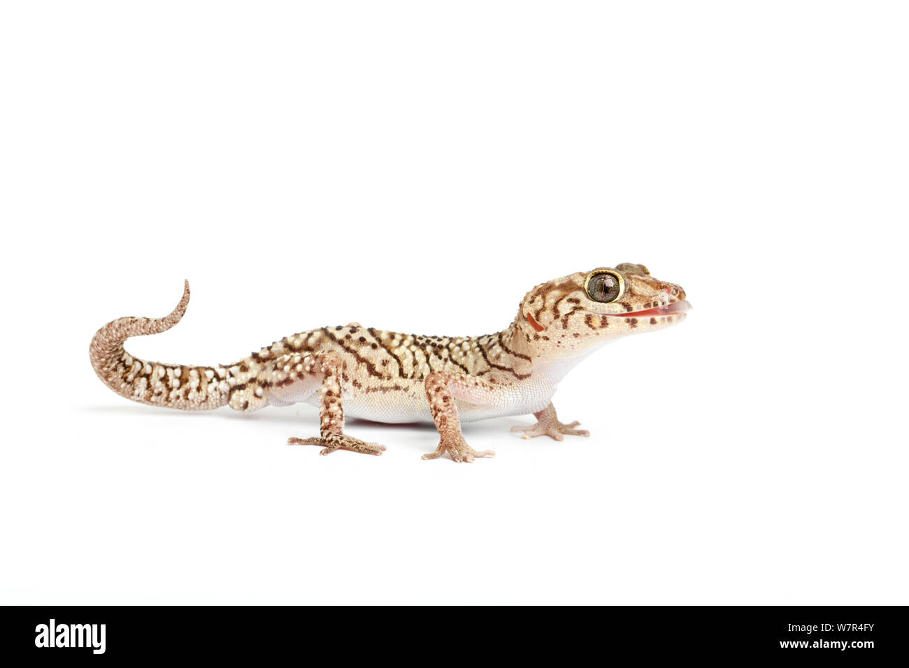 Big-headed Gecko (Paroedura picta). Madagascar Stock Photo - Alamy