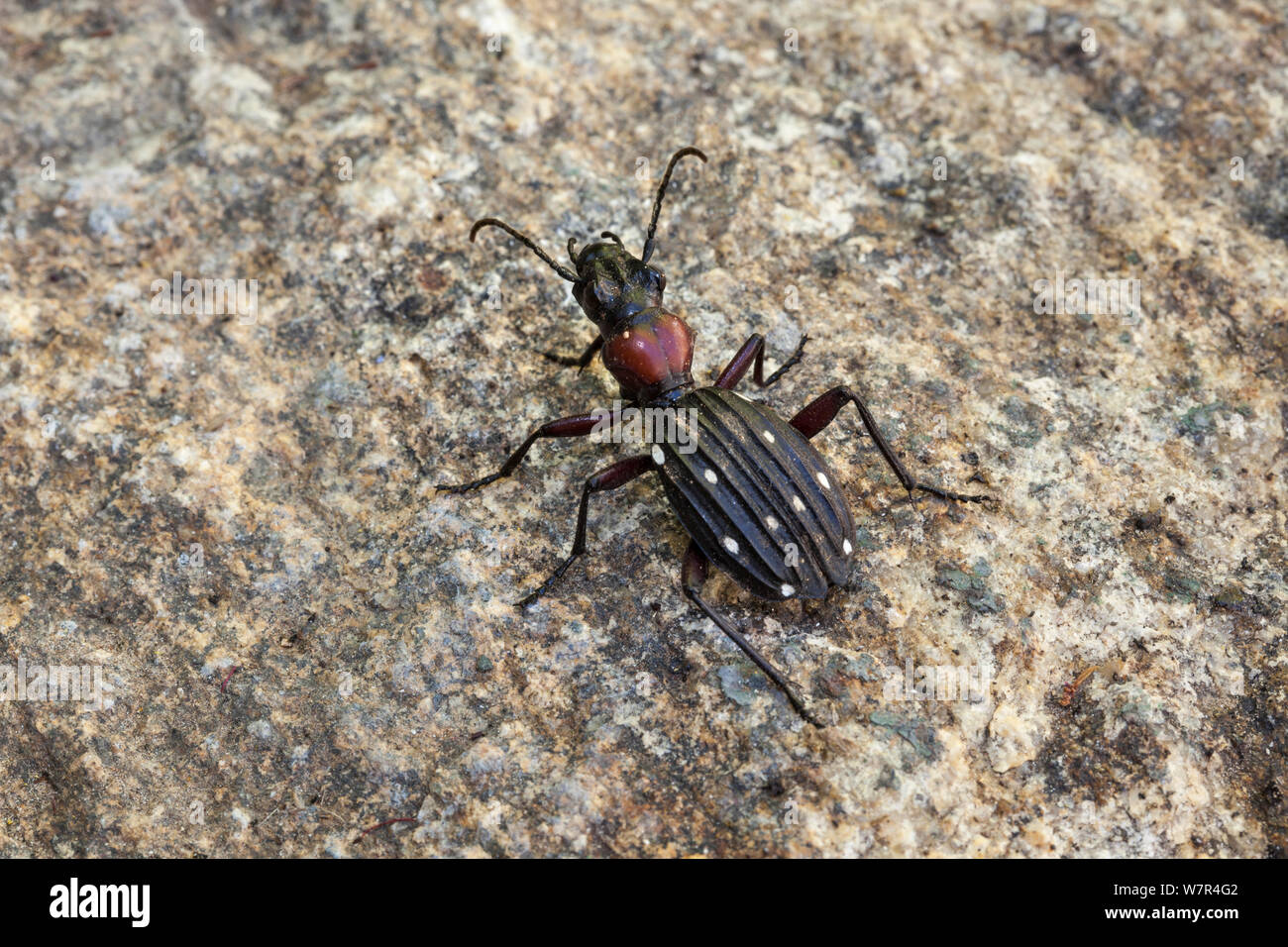 Ten spotted ground beetle hi-res stock photography and images - Alamy