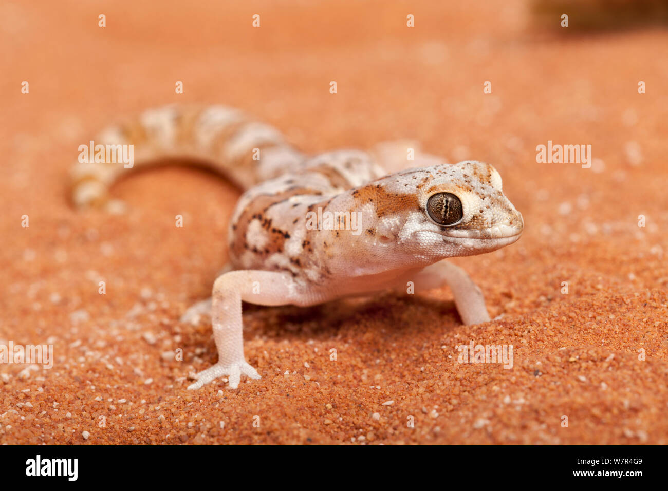 Marico Gecko (Pachydactylus mariquensis latirostris). Springbok ...