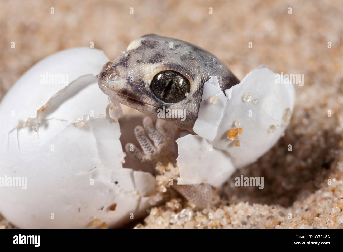 Baby Lizard Hatching