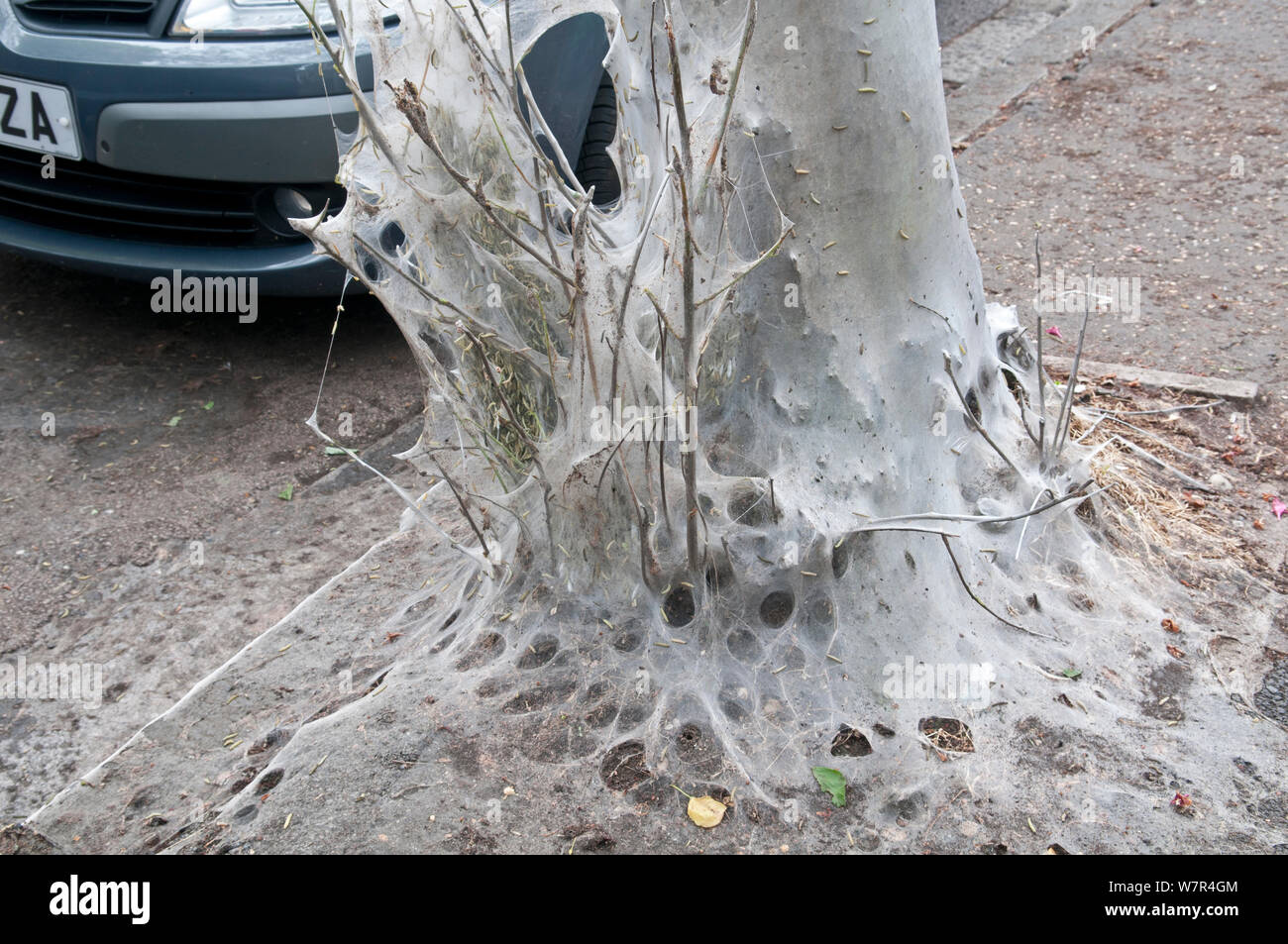 Bird cherry ermine moths hi-res stock photography and images - Alamy