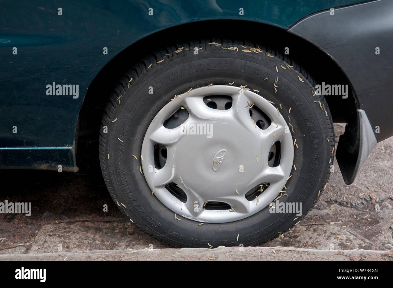 Insects on cars hi-res stock photography and images - Alamy