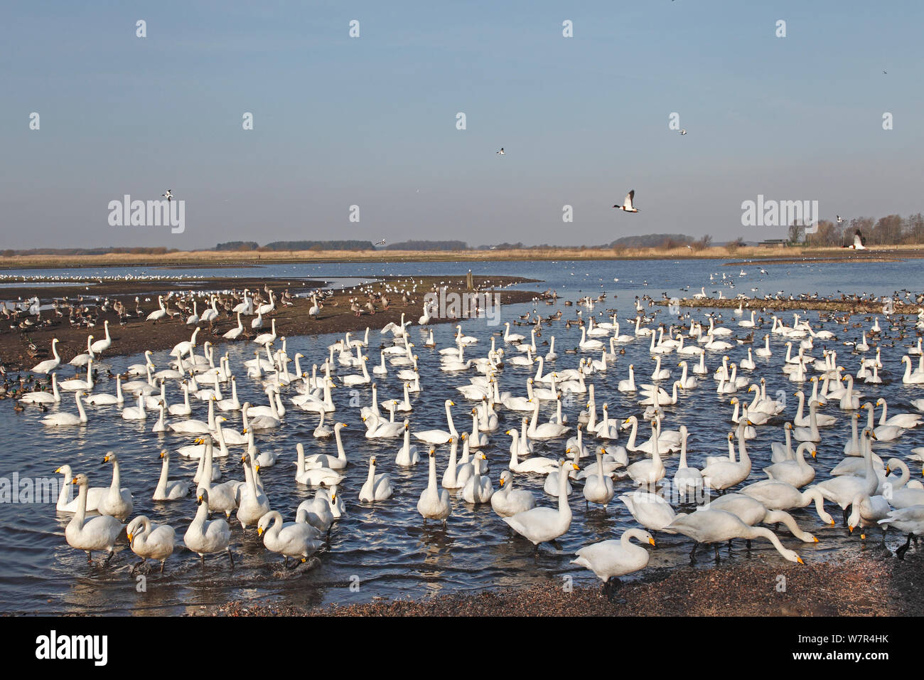 Birds of europe hi-res stock photography and images - Alamy