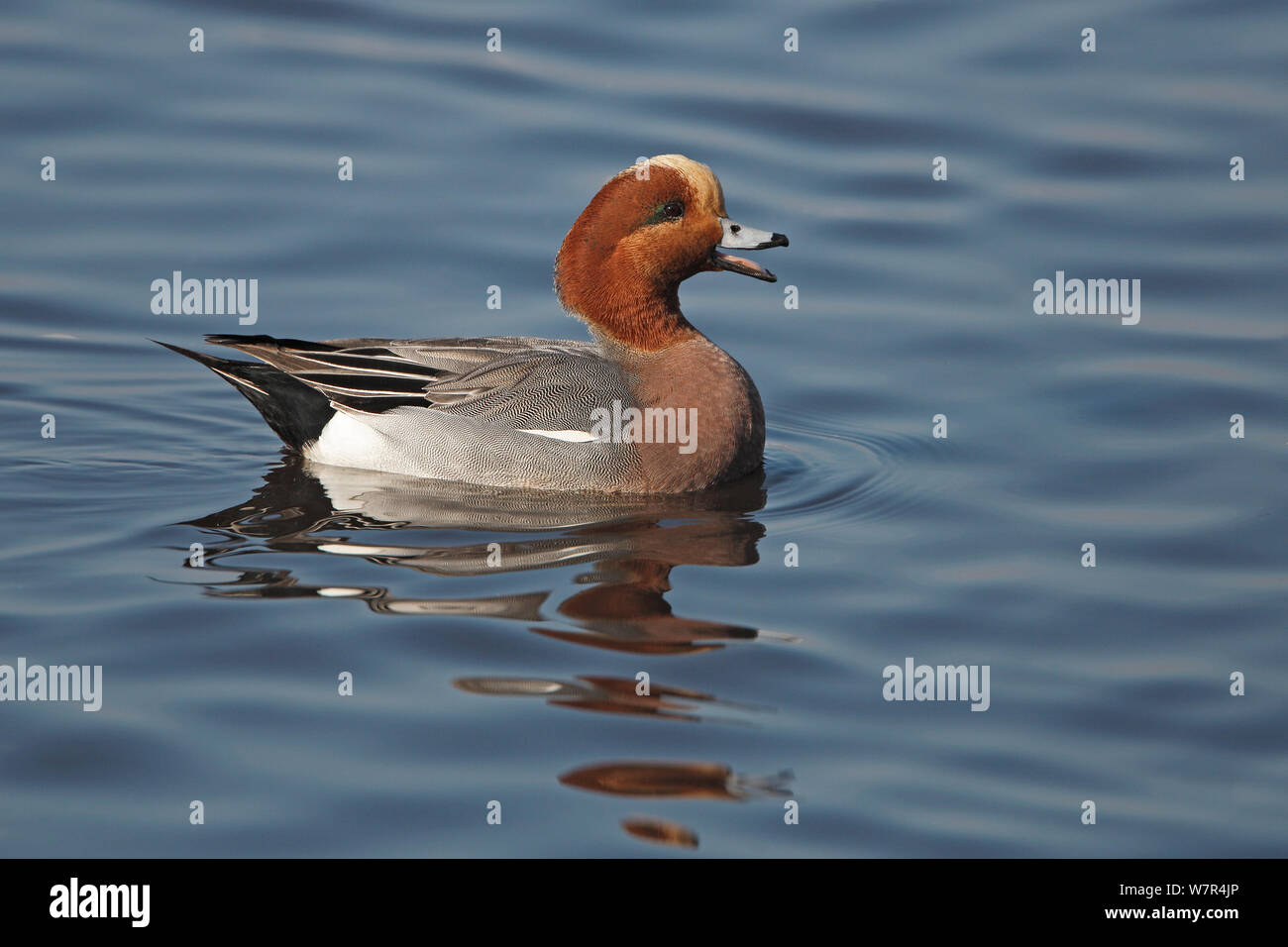 Wigeon duck uk hi-res stock photography and images - Alamy