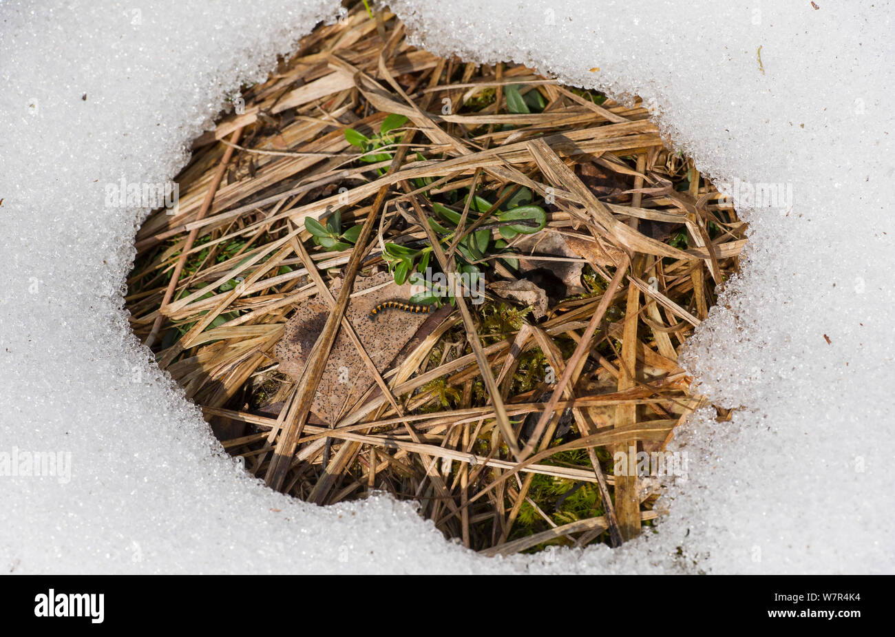 Caterpillar on snow hi-res stock photography and images - Alamy
