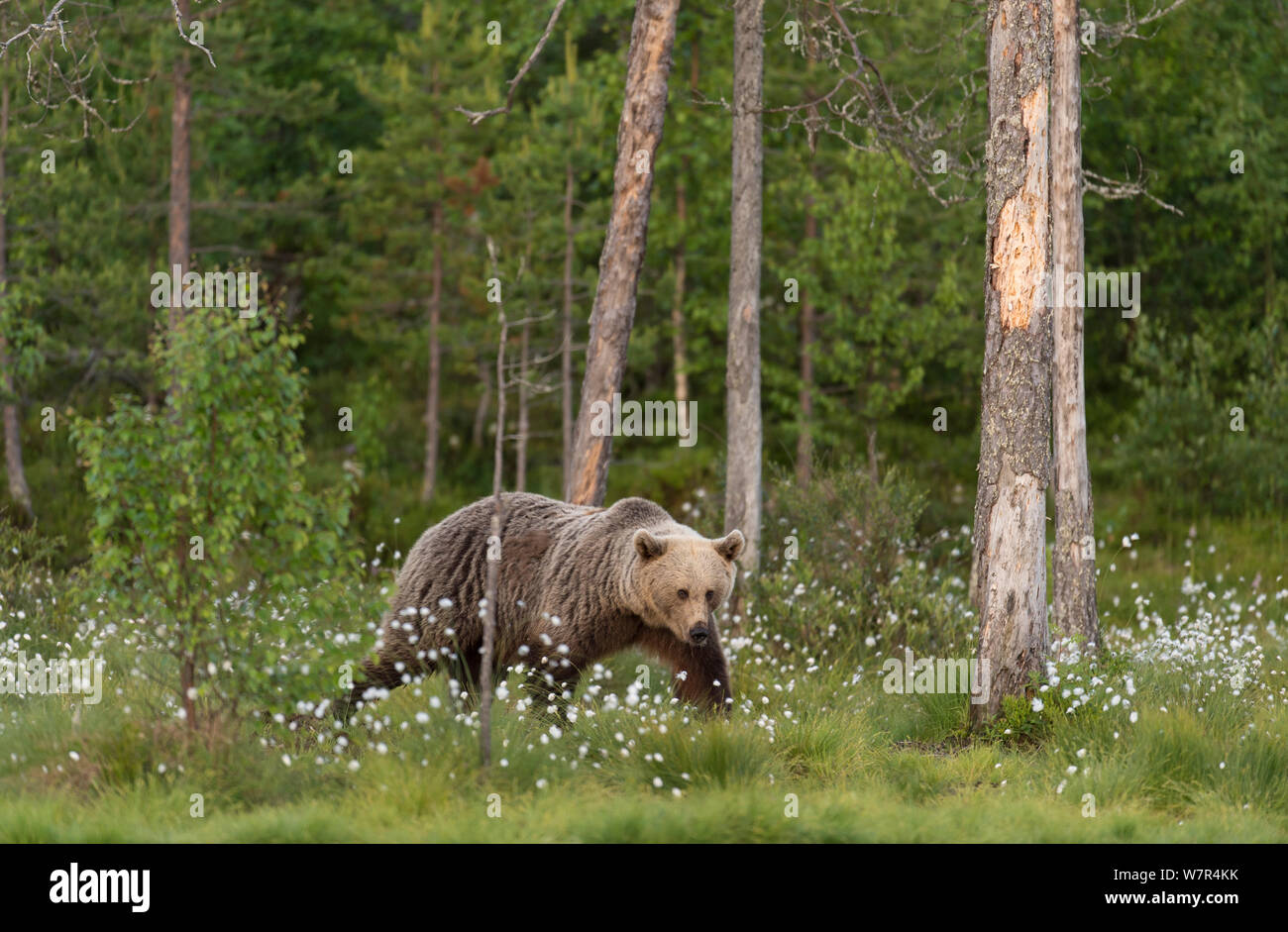 Cantabrian brown bear hi-res stock photography and images - Alamy