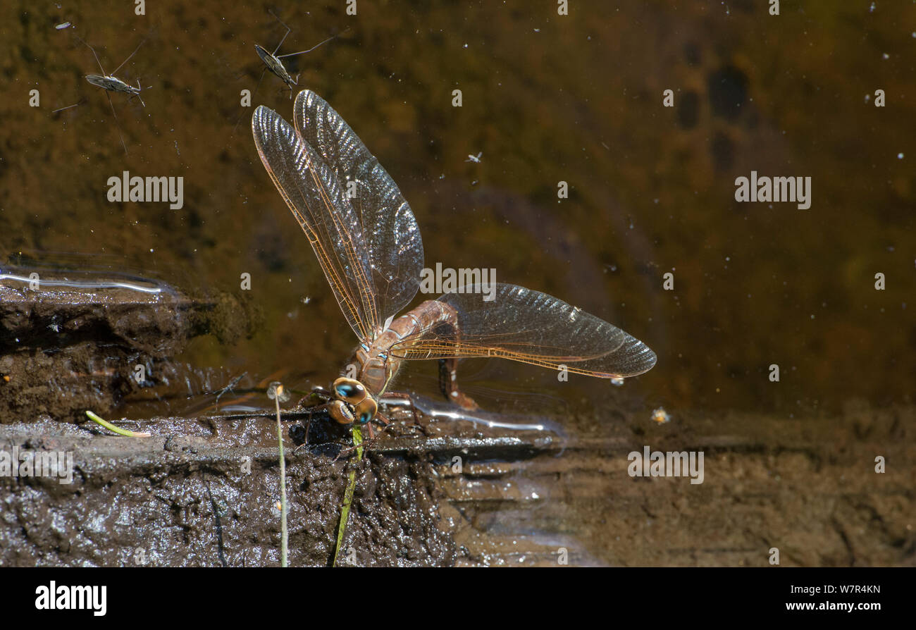 Surface insects hi-res stock photography and images - Alamy