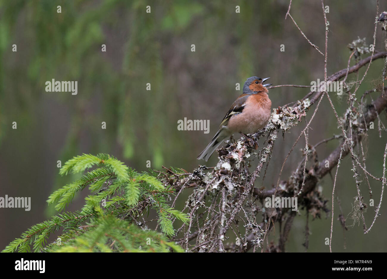 Singing chaffinch hi-res stock photography and images - Alamy