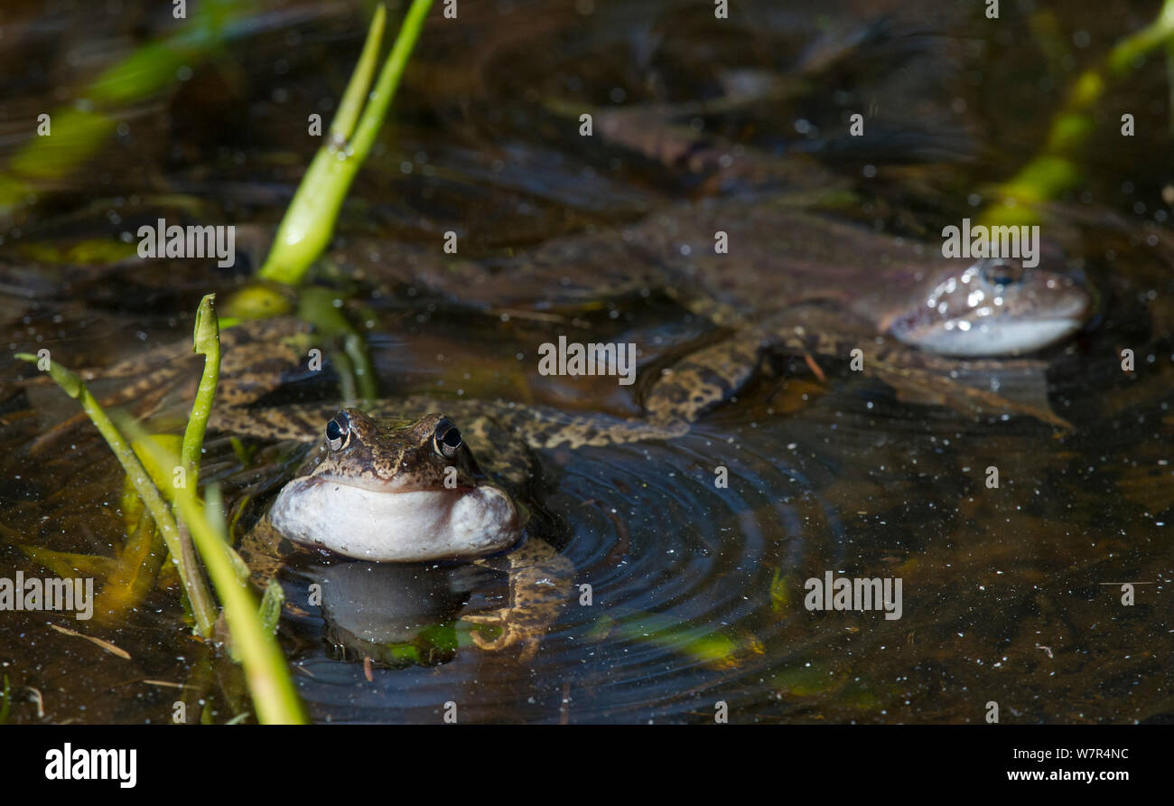 Common frog (Rana temporaria) male calling in the water, Finland, May ...