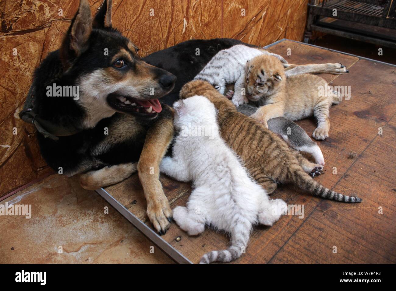 A dog feeds tiger cubs born by the 5-year-old Bengal tiger at the ...