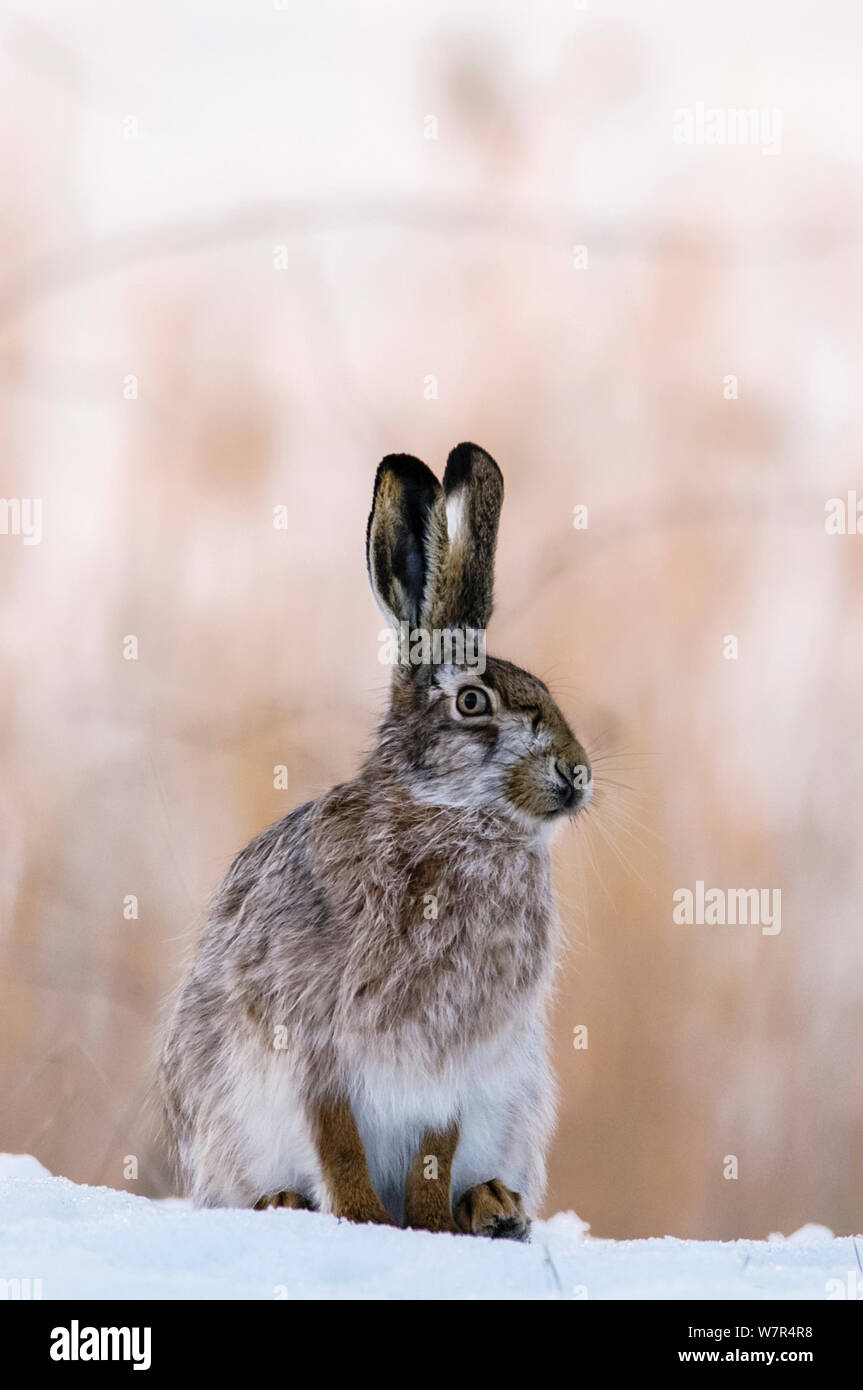 European hare (Lepus europaeus) portrait, Finland, April Stock Photo ...