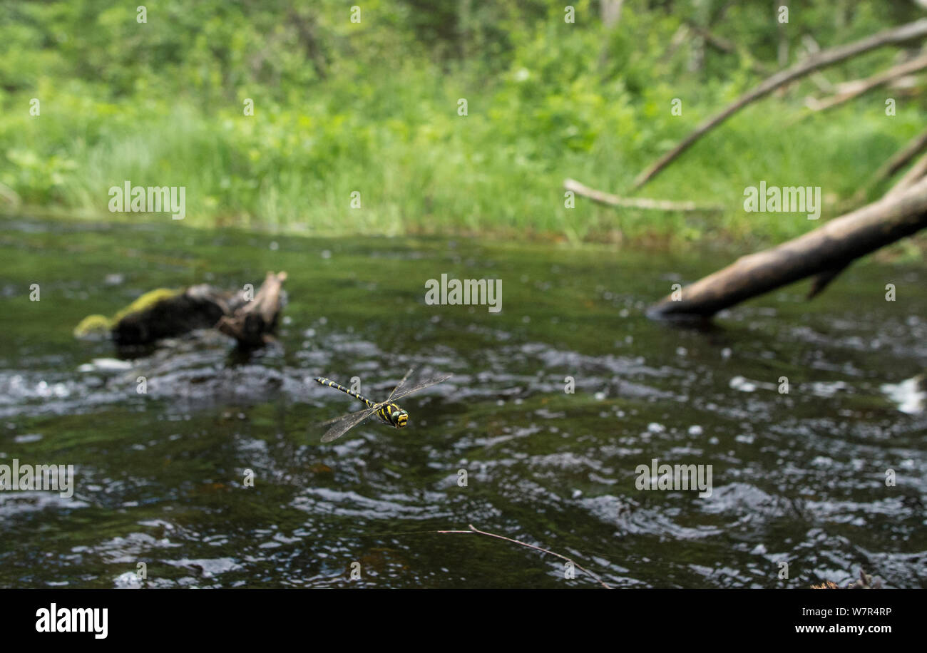 Golden-ringed Dragonfly (Cordulegaster boltonii) adult in habitat ...