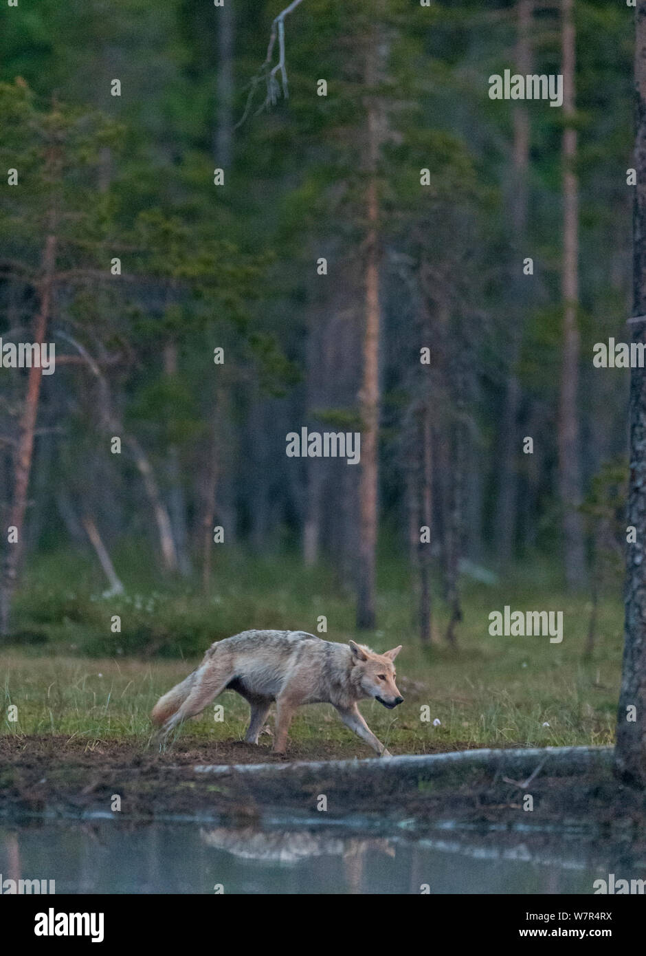 Grey wolf (Canis lupus) in forest at night, Finland, July Stock Photo ...