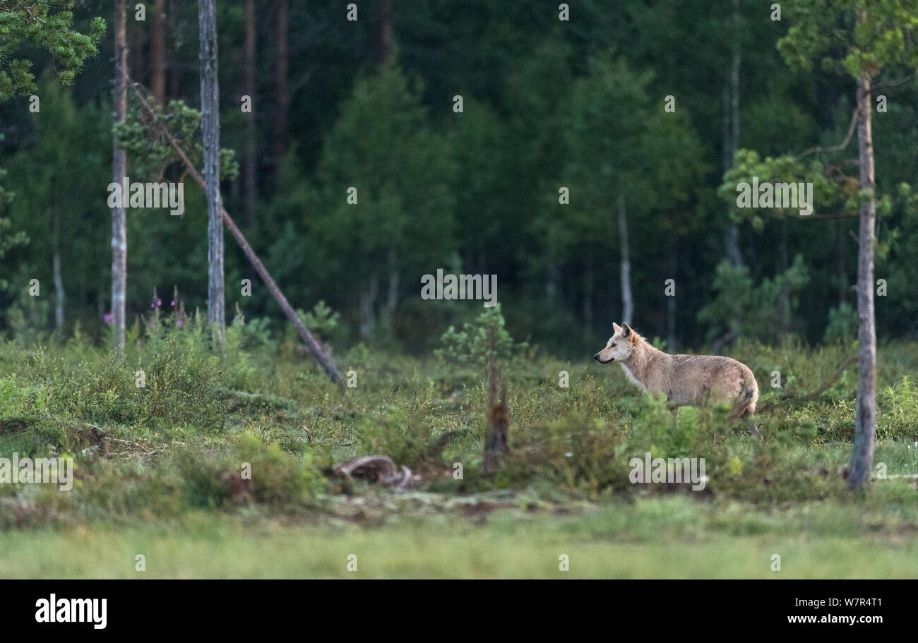 Grey wolf (Canis lupus) in forest at night, Finland, July Stock Photo ...