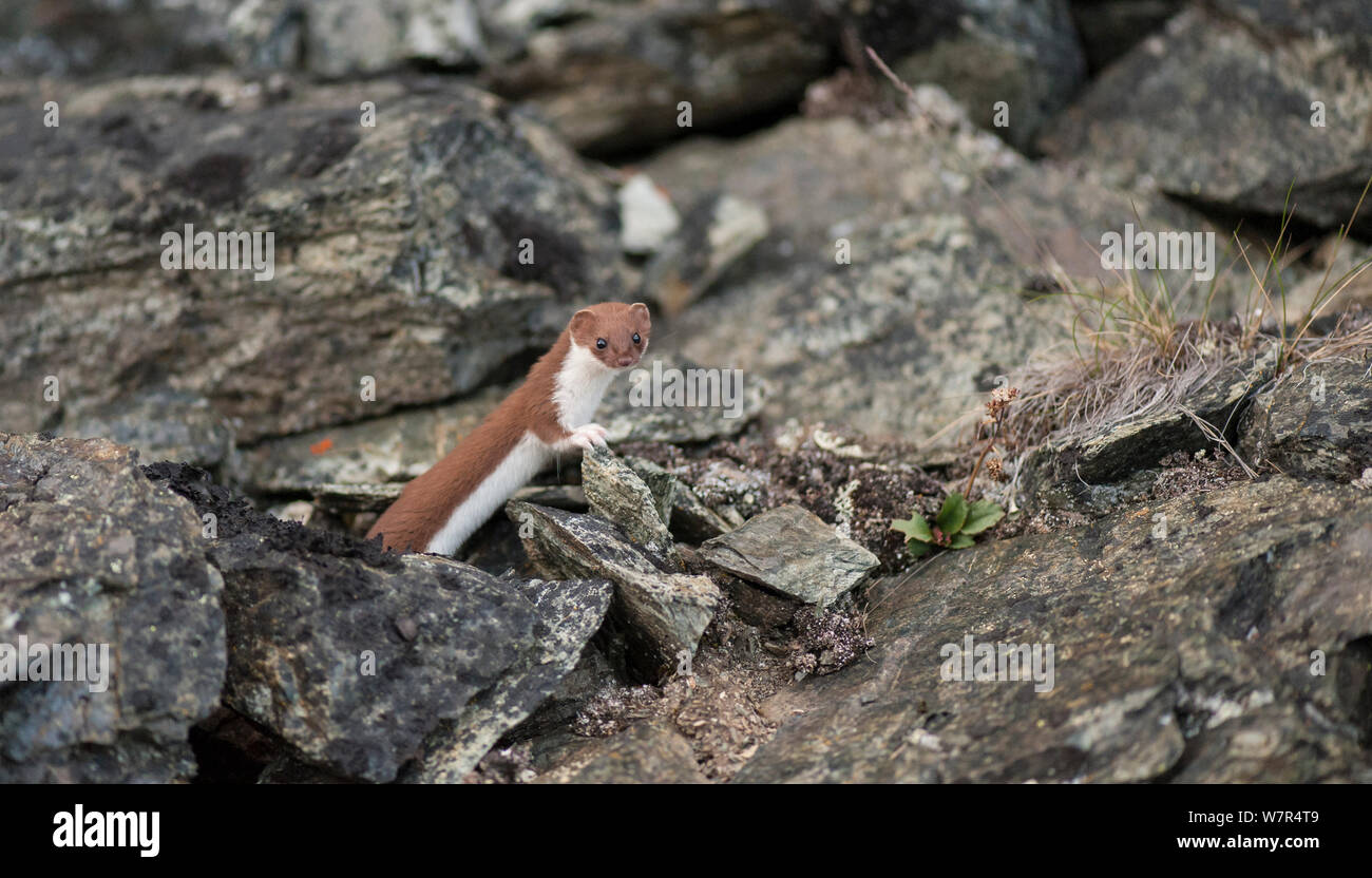 Least weasel hi-res stock photography and images - Alamy