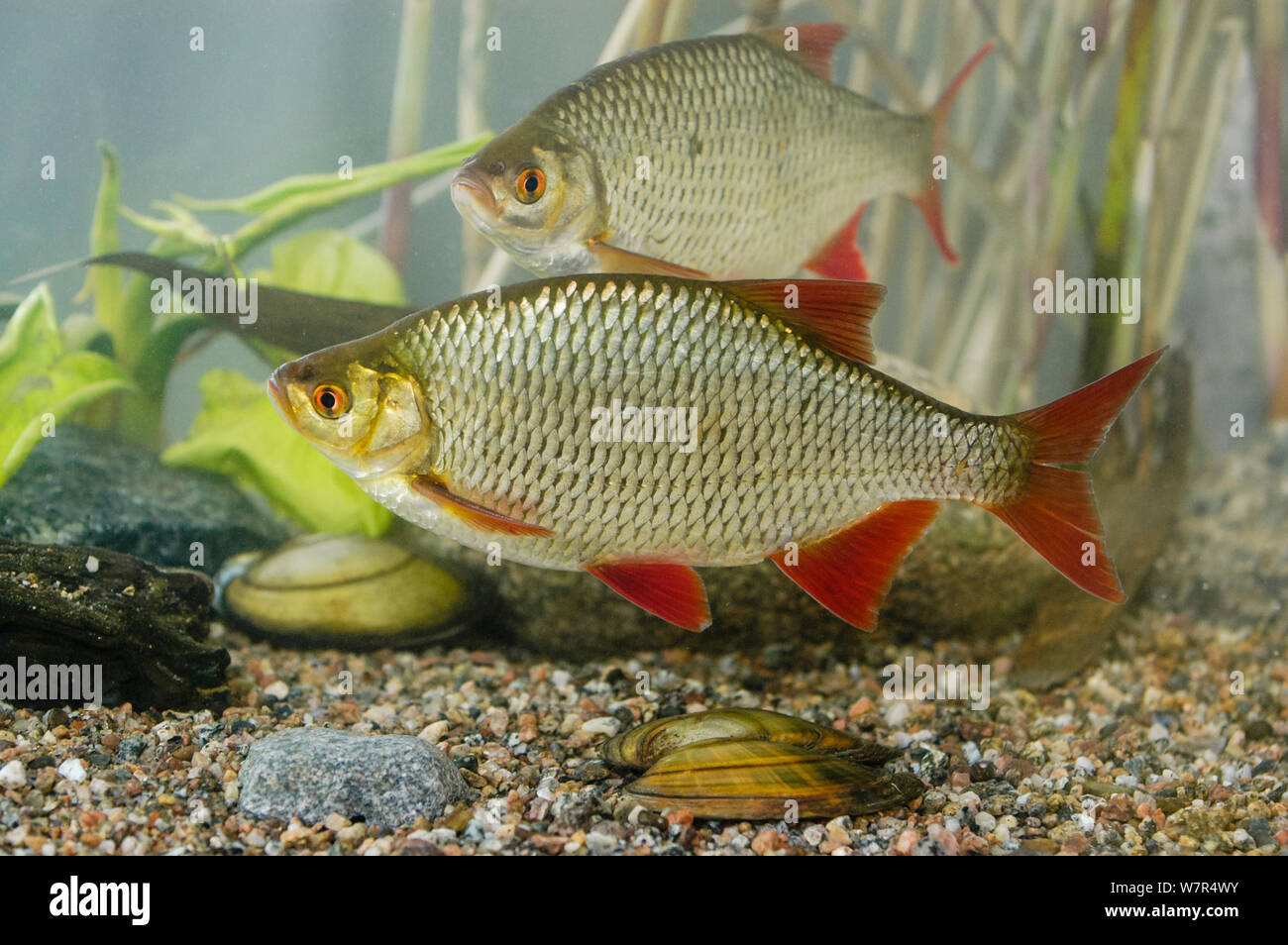 Rudd (Scardinius erythrophthalmus) underwater, Finland, May Stock Photo ...