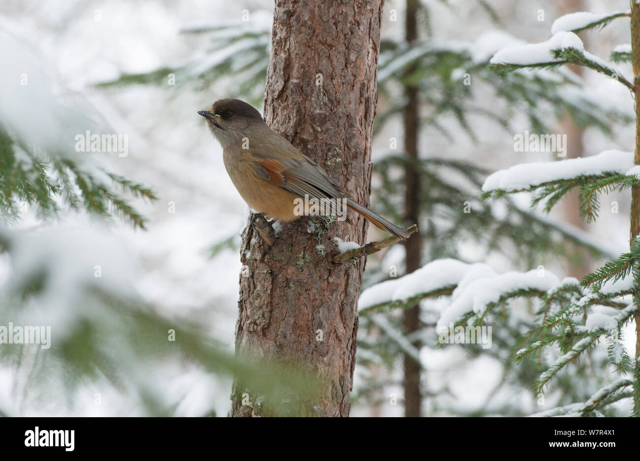 Perisoreus infaustus winter snow hi-res stock photography and images ...