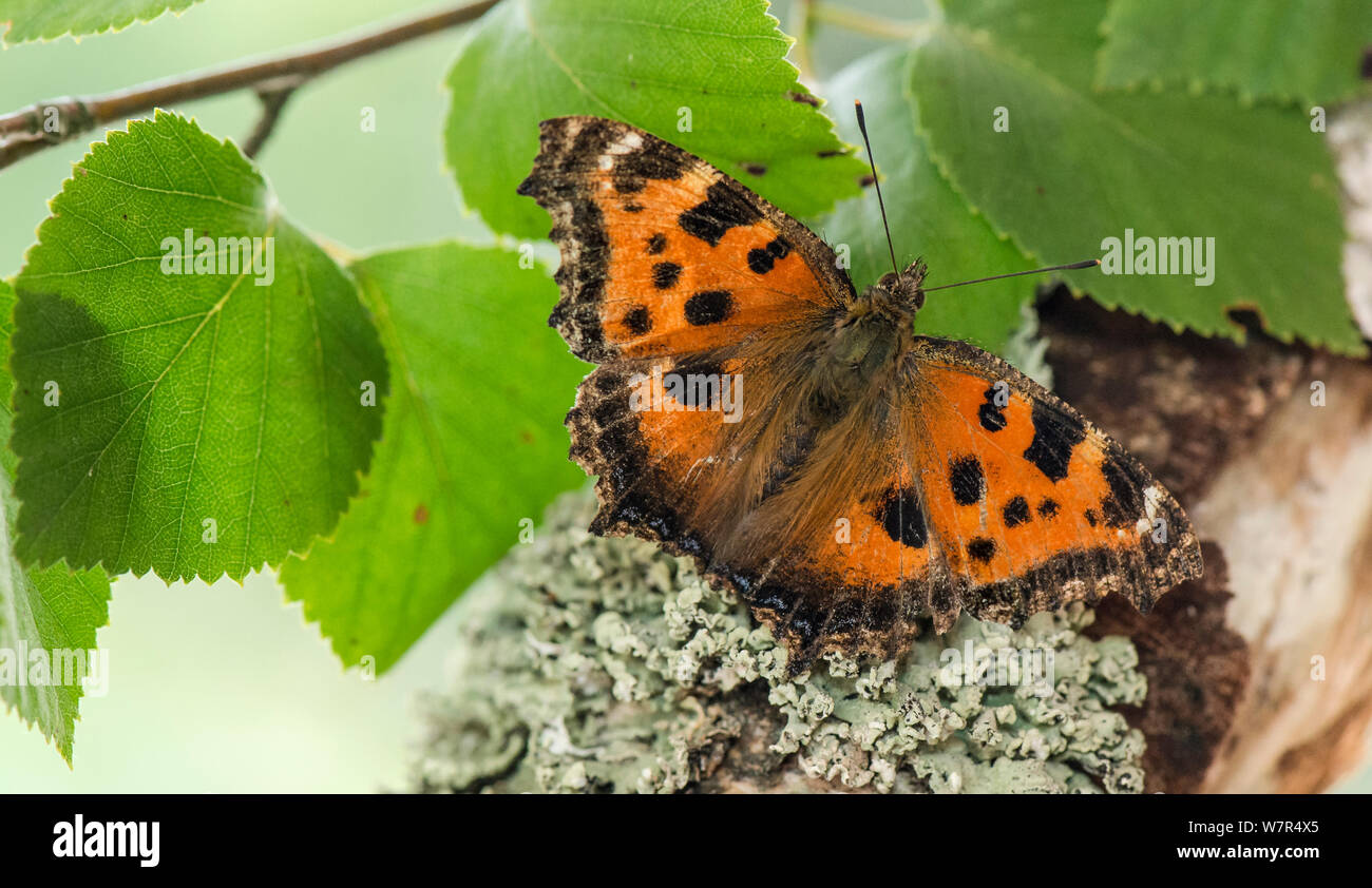 Nymphalis xanthomelas hi-res stock photography and images - Alamy
