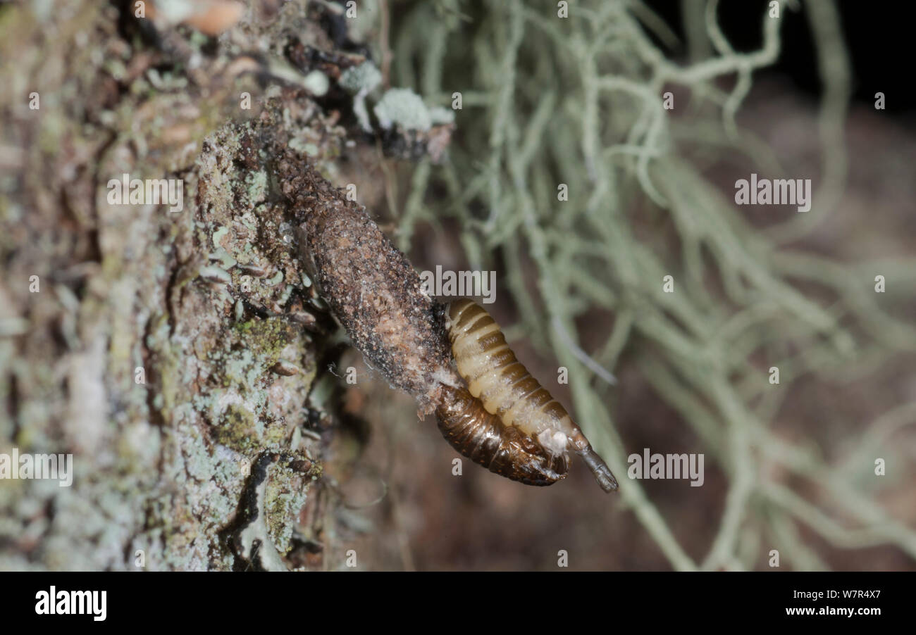 Bagworm moth hi-res stock photography and images - Alamy