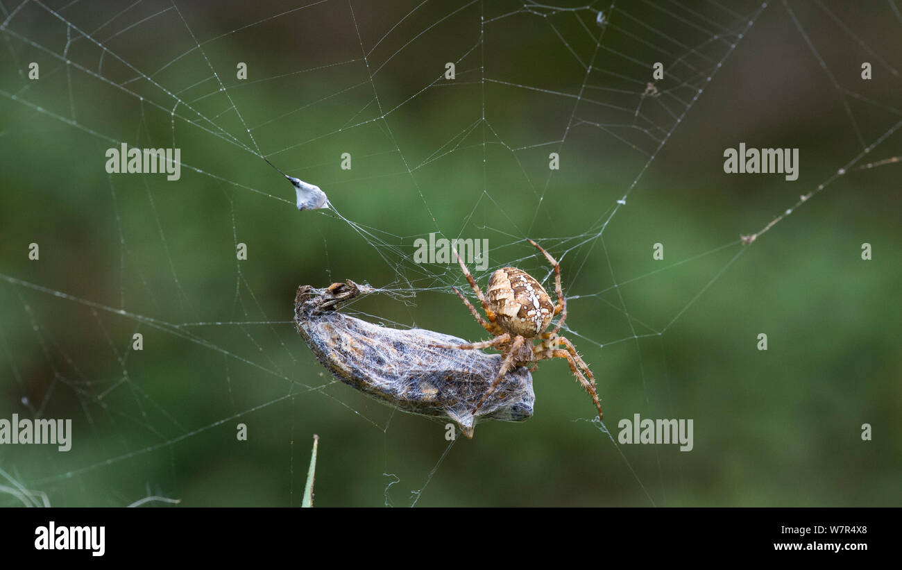 Silver spider webs hi-res stock photography and images - Alamy