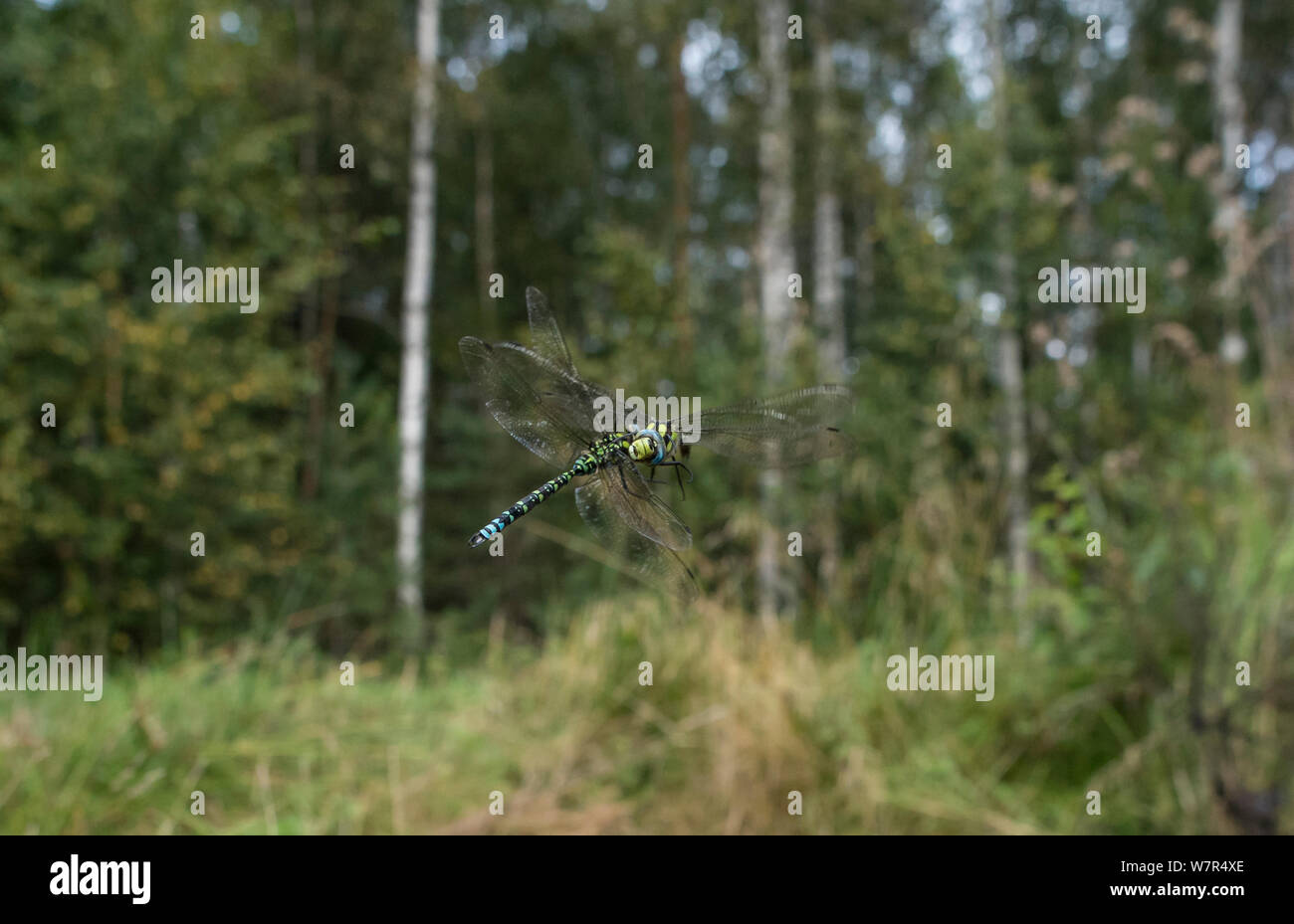 Dragonflies are flying insects hi-res stock photography and images - Alamy