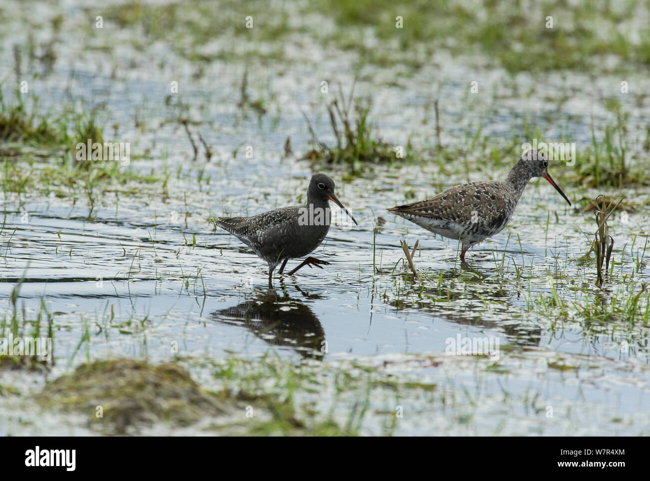 Spotted redshank female hi-res stock photography and images - Alamy