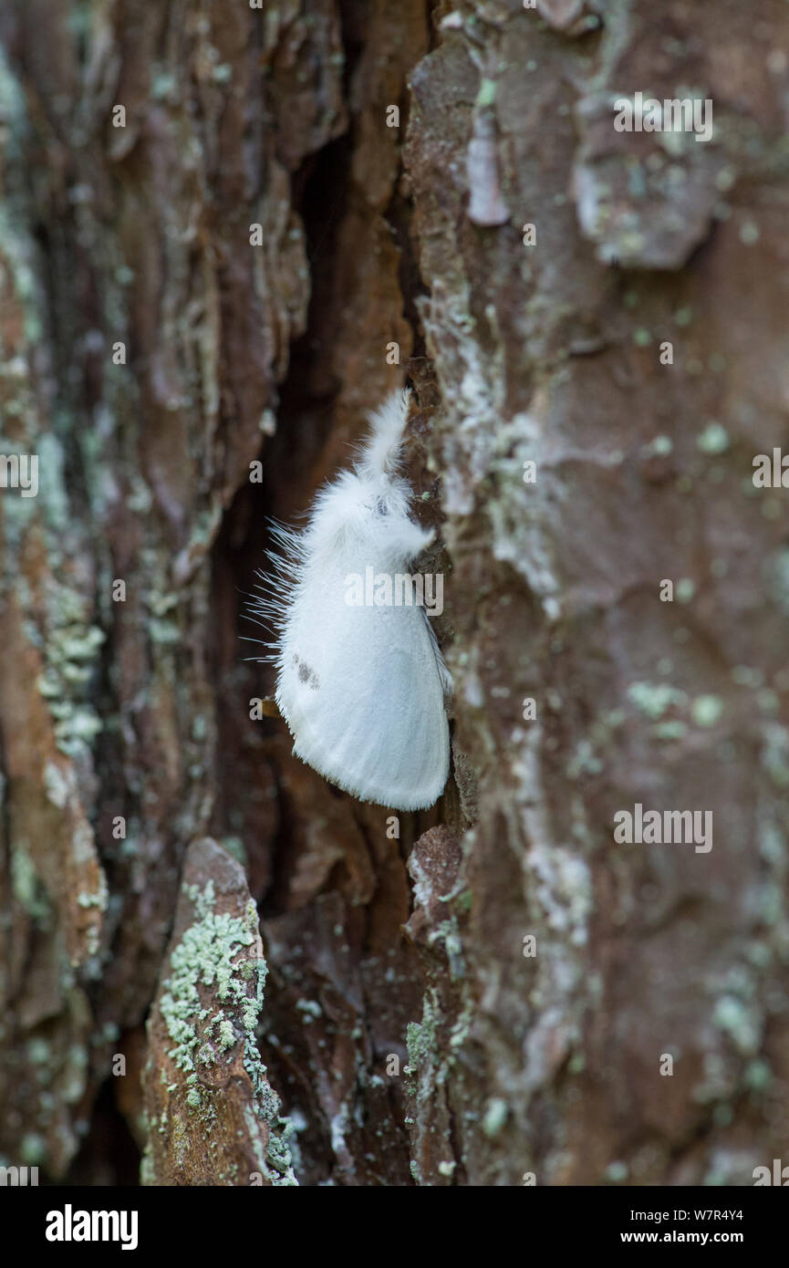 Yellow-tail Moth (Euproctis similis) male resting, Finland, July Stock ...