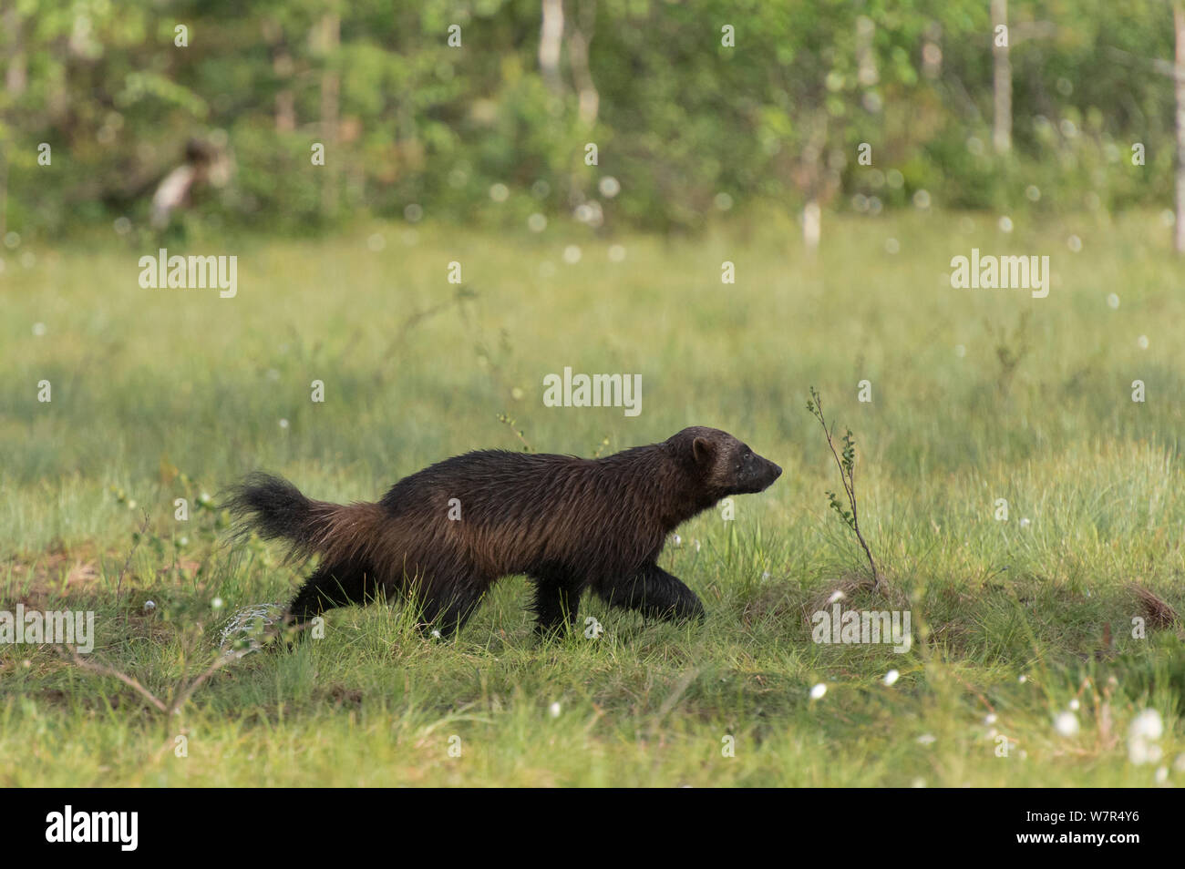 Walking in finland hi-res stock photography and images - Alamy