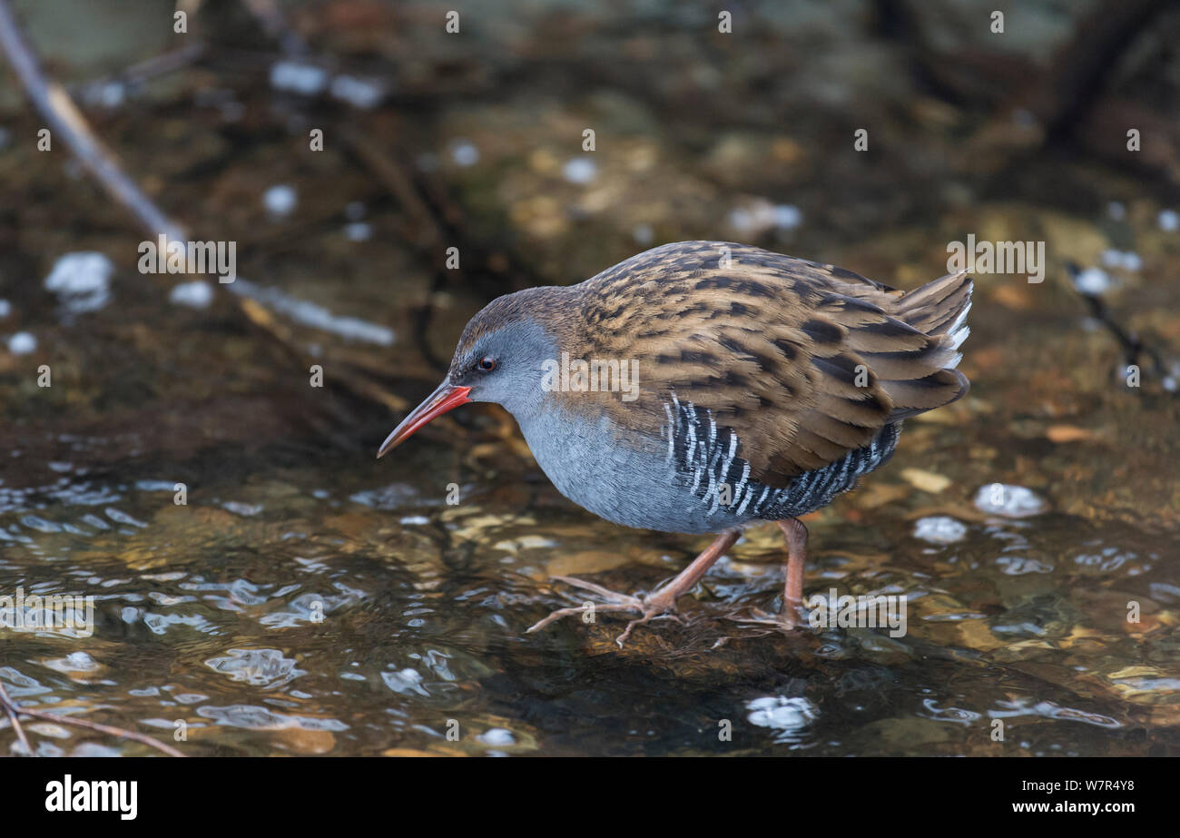 Water Rail (Rallus aquaticus) walking in shallow water, Finland ...