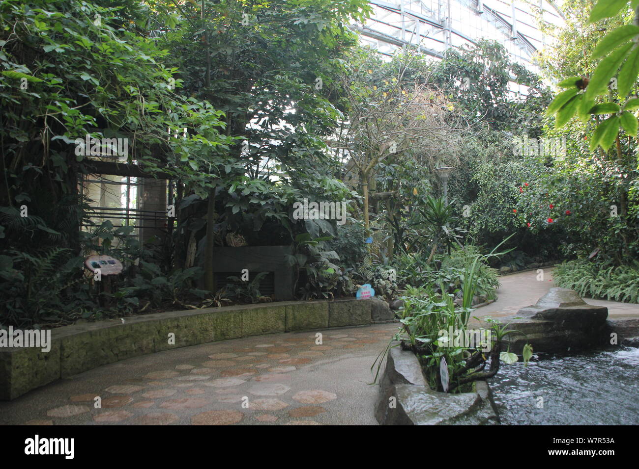 A millennium tree with a height of more than 20 meters is pictured at ...