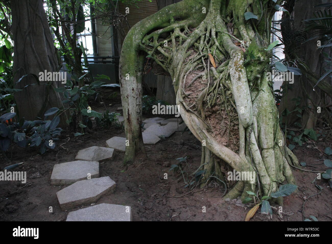 A millennium tree with a height of more than 20 meters is pictured at ...