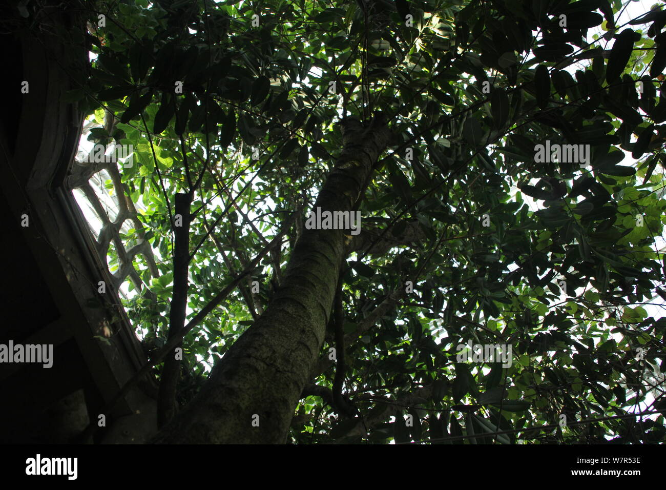 A millennium tree with a height of more than 20 meters is pictured at ...