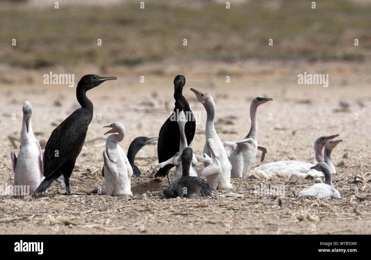 Socotra Cormorant (Phalacrocorax nigrogularis) Adults and fledglings in ...