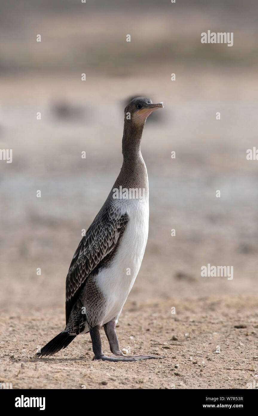 Socotra cormorants middle east hi-res stock photography and images - Alamy