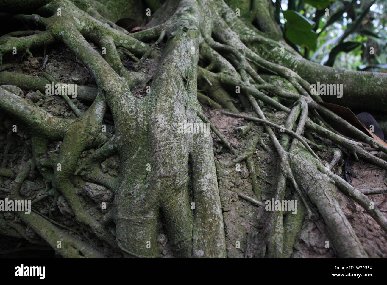 A millennium tree with a height of more than 20 meters is pictured at ...