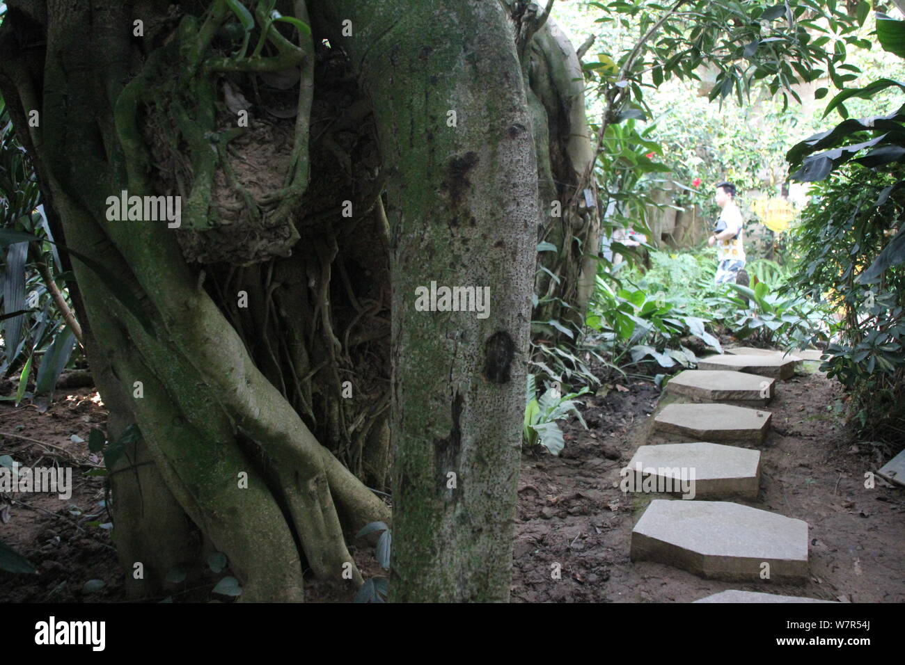 A millennium tree with a height of more than 20 meters is pictured at ...