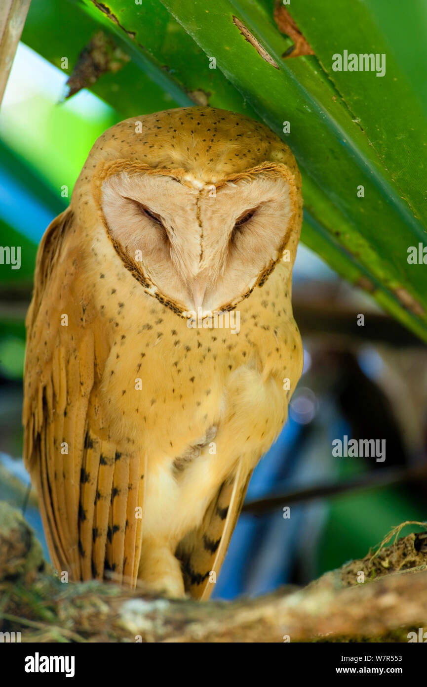 Madagascar Red Owl (Tyto soumagnei) Bemanevika protected area, north ...