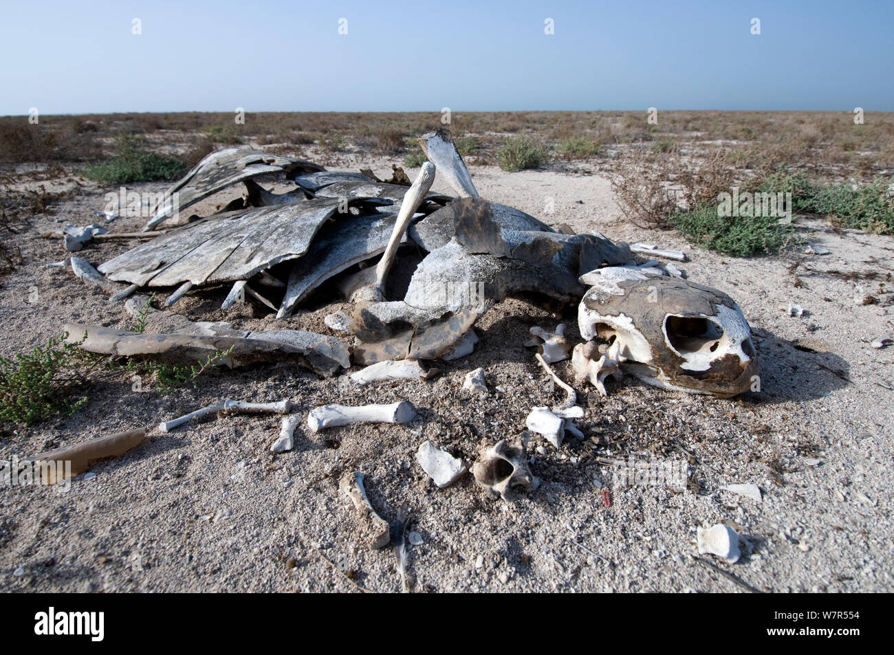 Turtle Bones High Resolution Stock Photography and Images - Alamy