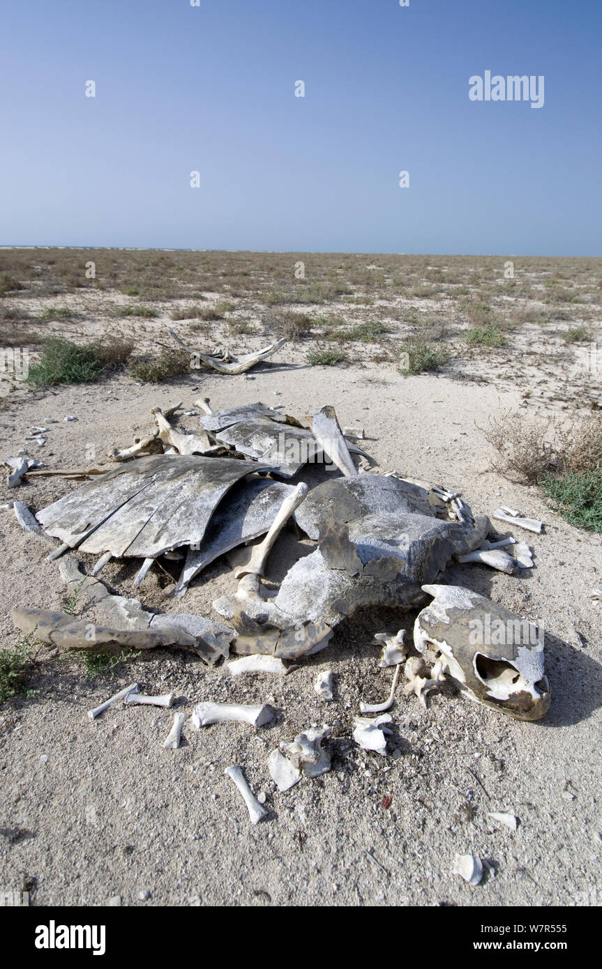Green Turtle (Chelonia mydas) skeleton on island in Saudi Arabian ...