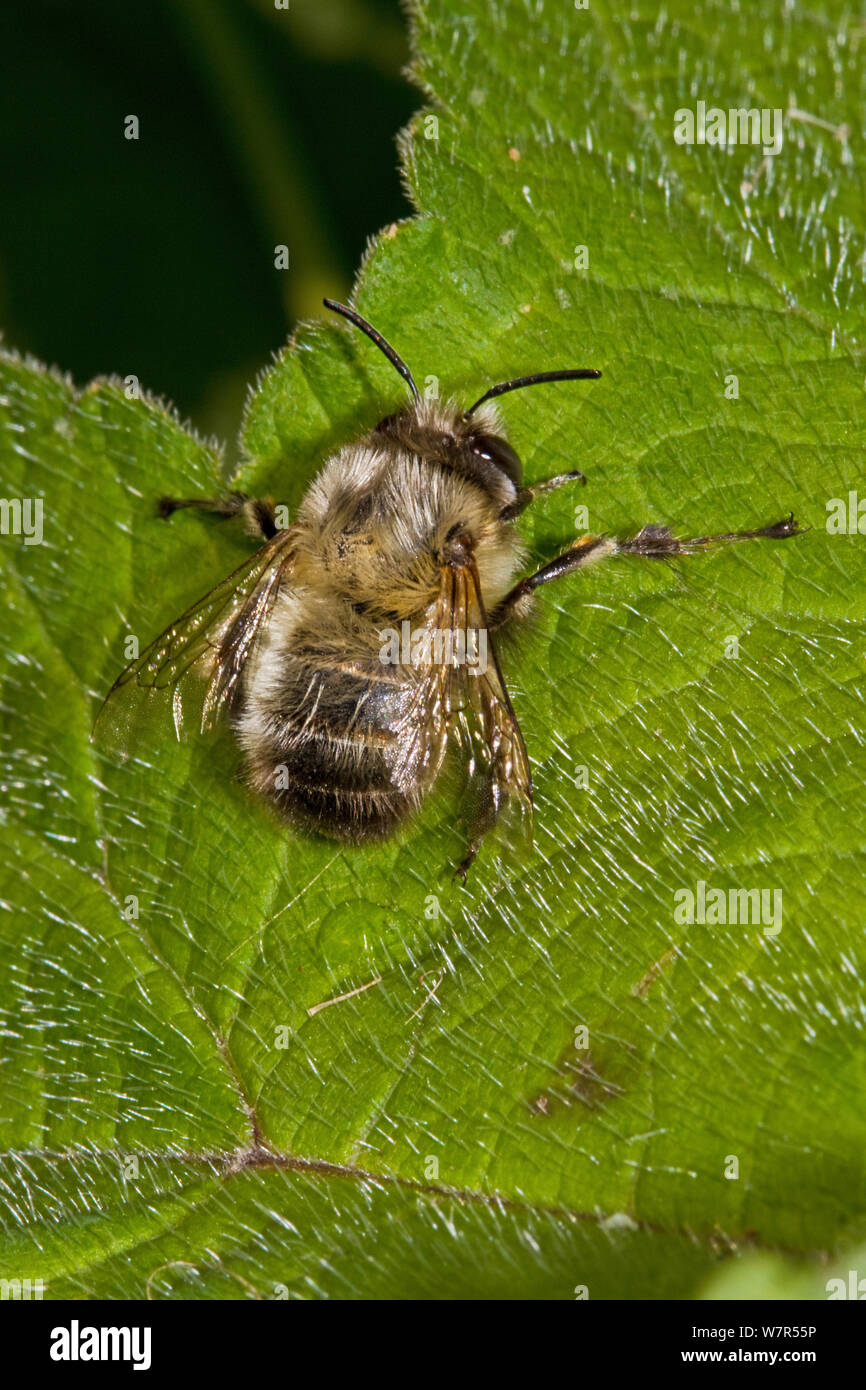 Hairy footed flower bee male hi-res stock photography and images - Alamy