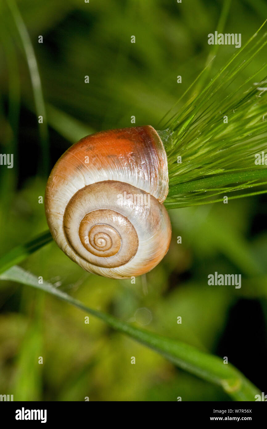 Monacha cantiana hi-res stock photography and images - Alamy