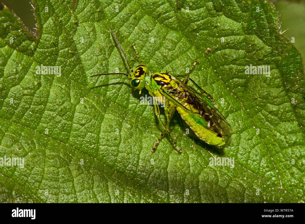 Wood Borer Sawfly (Rhogogaster viridis) Lewisham, London, June Stock ...