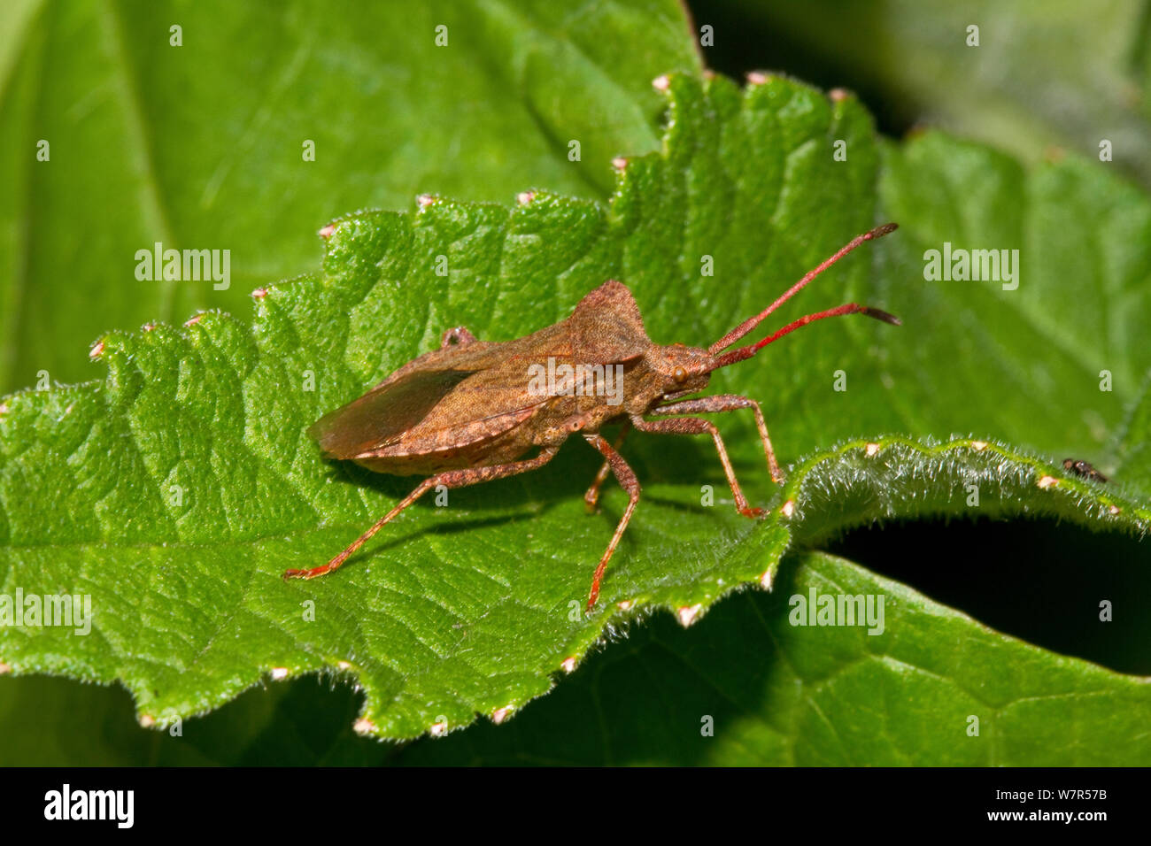 Dock Bug (Coreus marginatus) Lewisham, London, June Stock Photo - Alamy