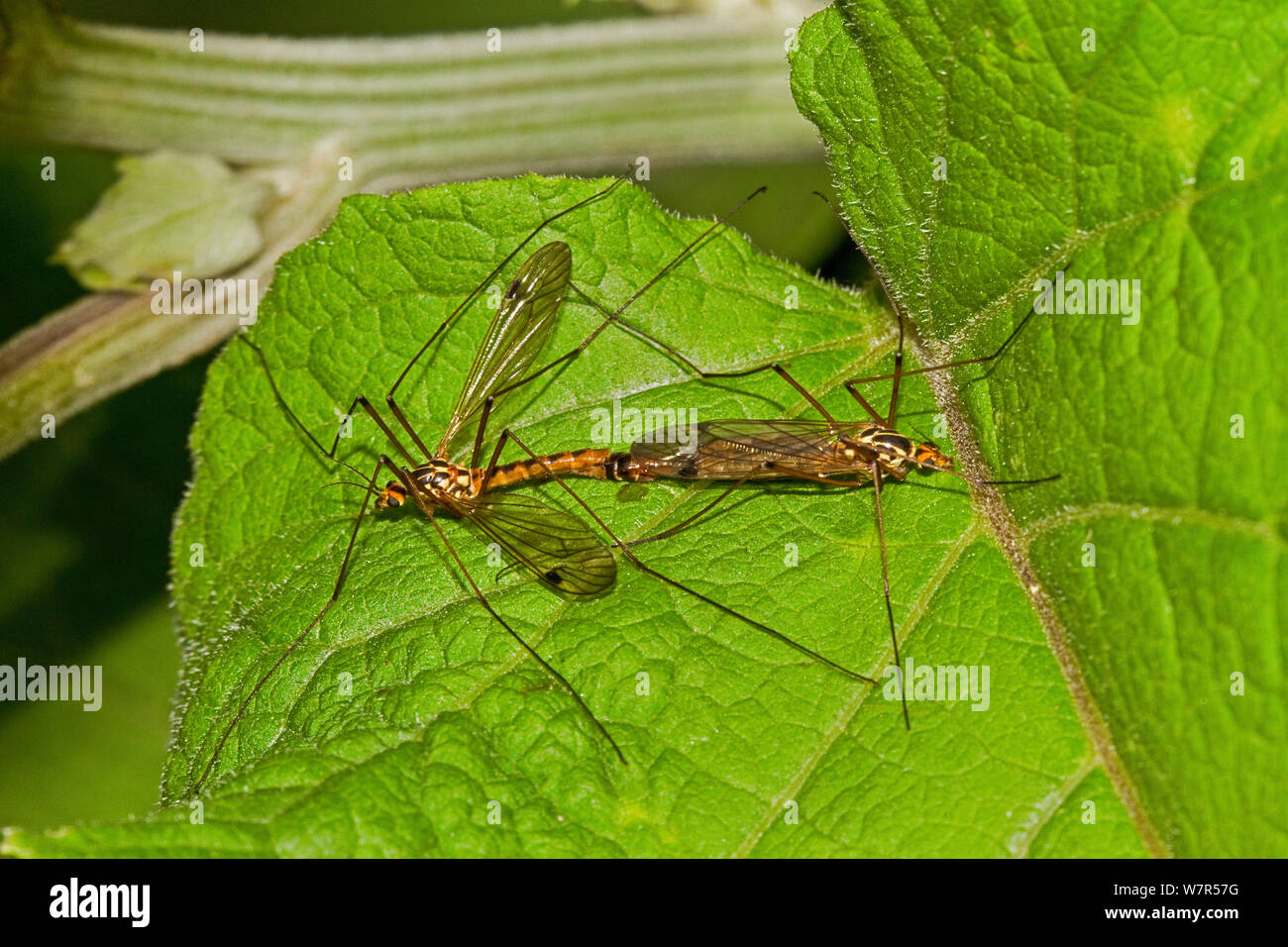 Spotted Crane-flies mating (Nephrotoma quadrifaria) Lewisham, London ...
