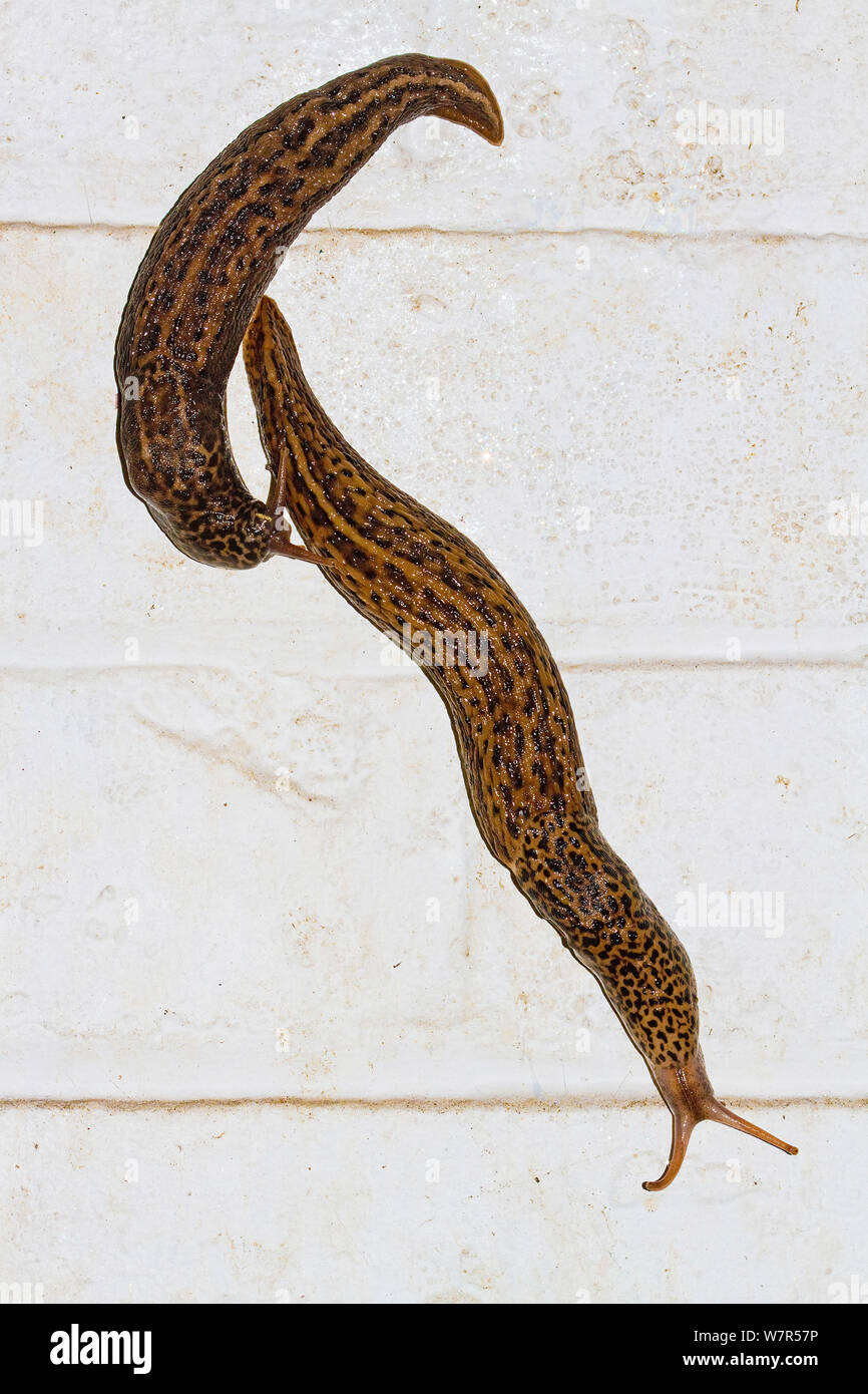 Slugs Mating High Resolution Stock Photography and Images - Alamy