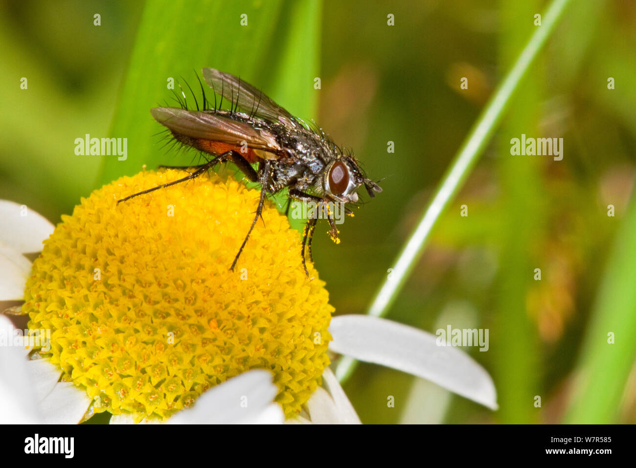 Tachinid fly (Eriothrix rufomaculata) on daisy Lewisham, London, July ...