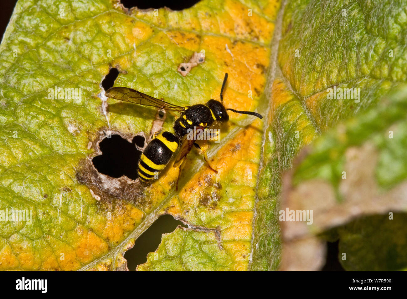 Ancistrocerus Gazella High Resolution Stock Photography and Images - Alamy