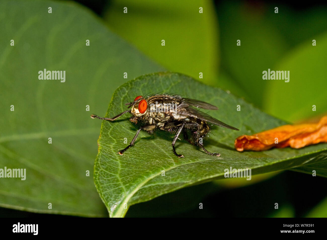 Sarcophaga sp hi-res stock photography and images - Alamy