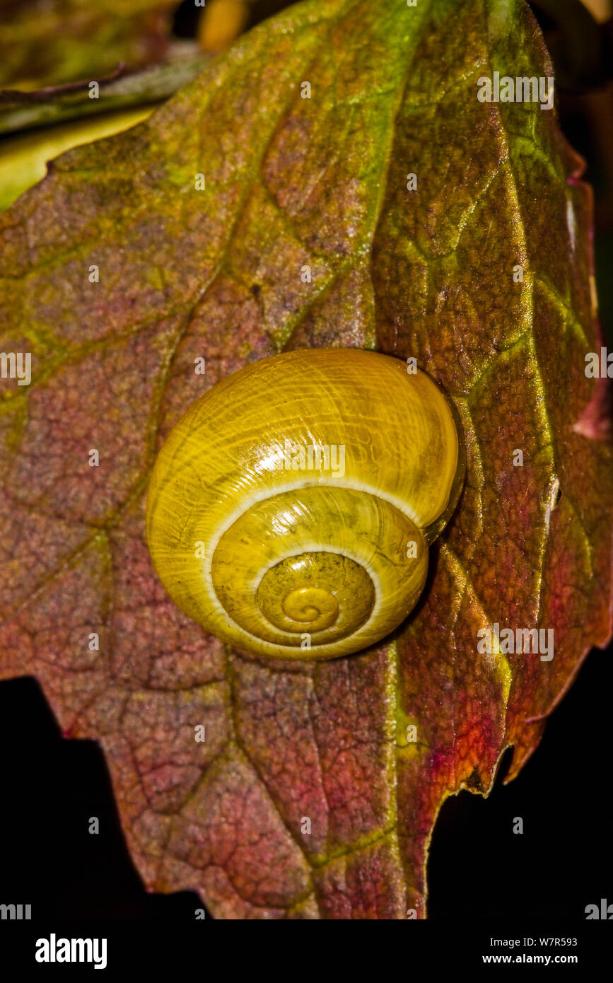 Juvenile Brown-lipped Snail (Cepaea nemoralis) Yellow colour variation ...